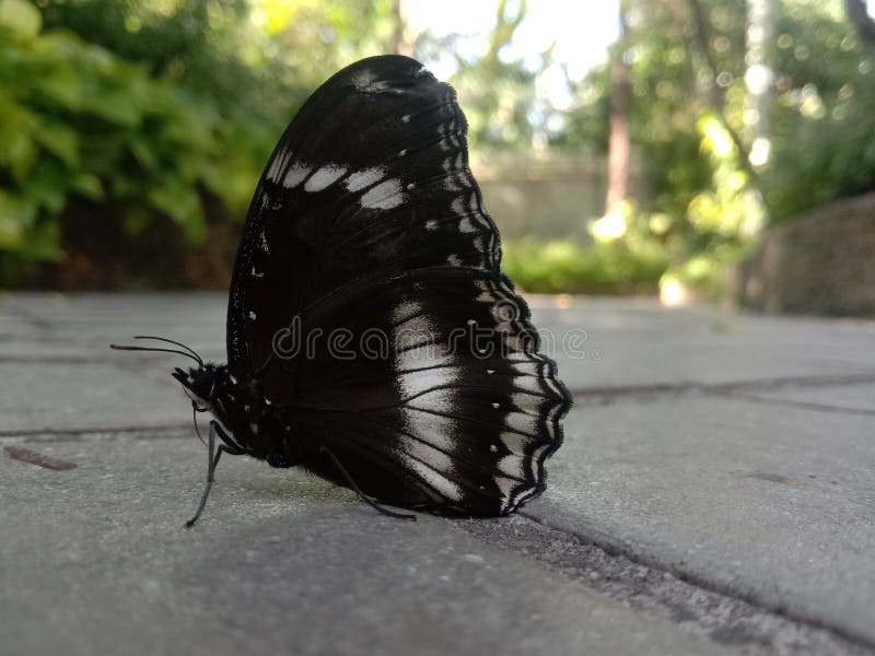 An Exotic Blue Moon Butterfly Stock Image - Image of moth, brown: 240267927