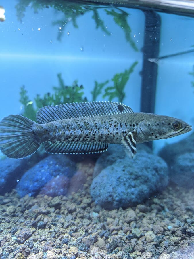 The Exotic Blue Pulchra Fish is Good for Aquascape Fish Stock Image ...