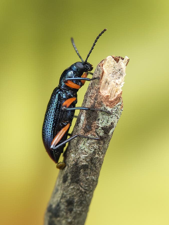Exotic Blue Sparkling Insect Beetle Perched on Branch with Yellow ...