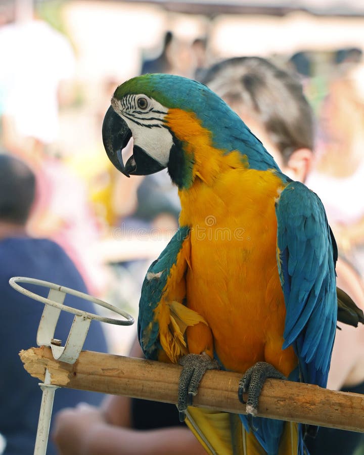 Exotic Blue and Yellow Macaw Parrot Bird Sitting in Close Up Stock ...