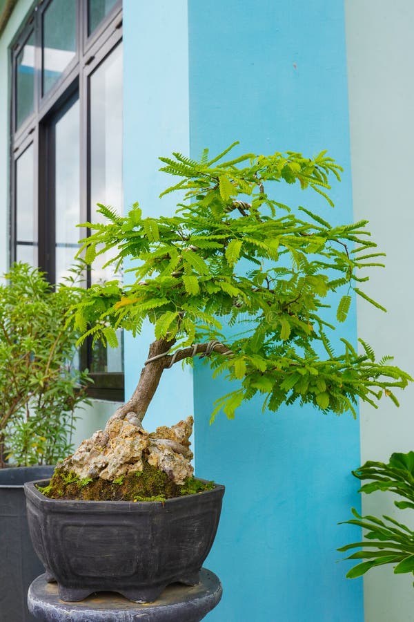 Exotic Bonsai Photo on the Pot in the Garden Stock Image - Image of fruit, tree: 271418431