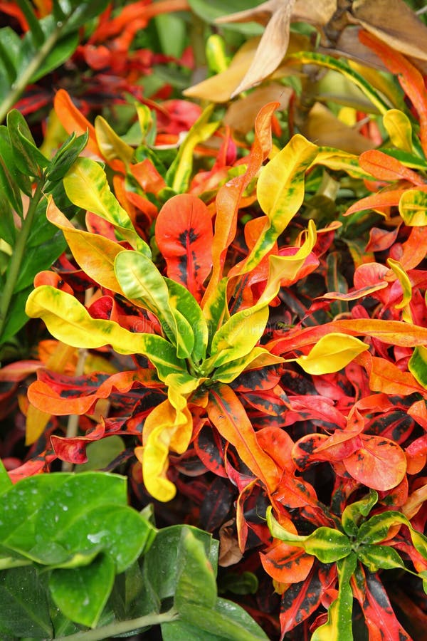 Exotic bright plants stock image. Image of climate, yellow - 25914603