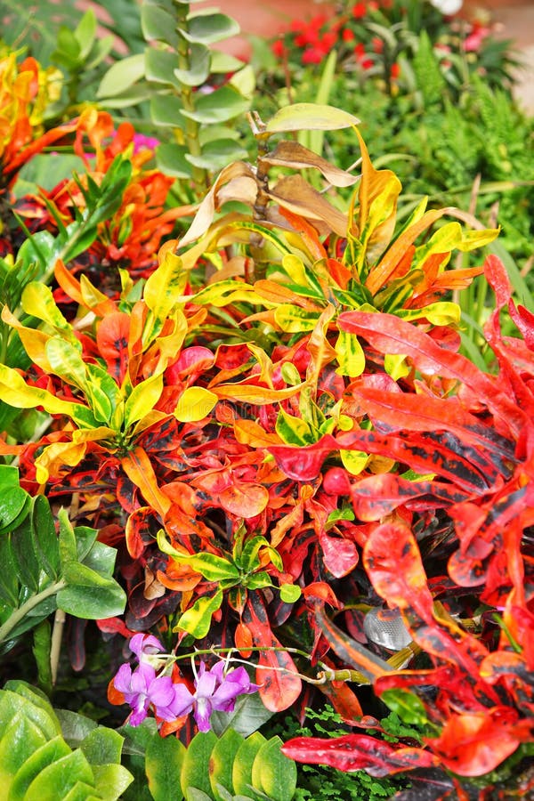 Exotic Bright Plants in Park Stock Image - Image of climate ...