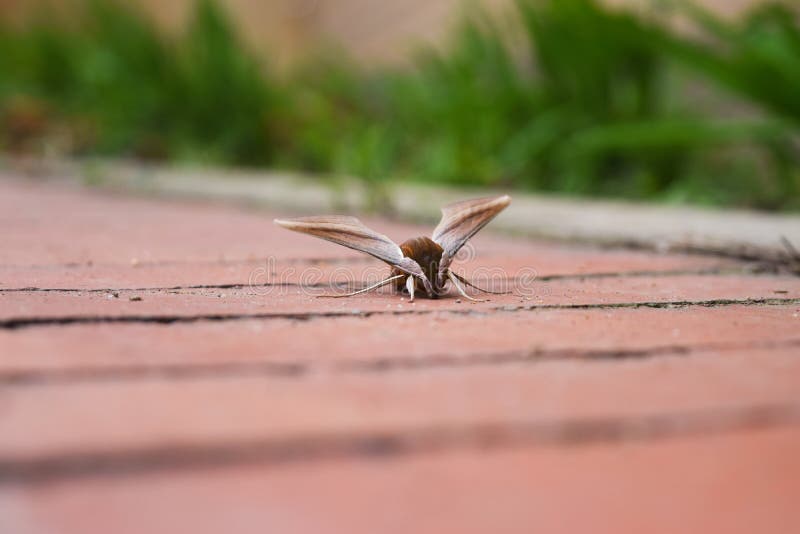Exotic Brown Insect with Triangular Wings Stock Photo - Image of ...