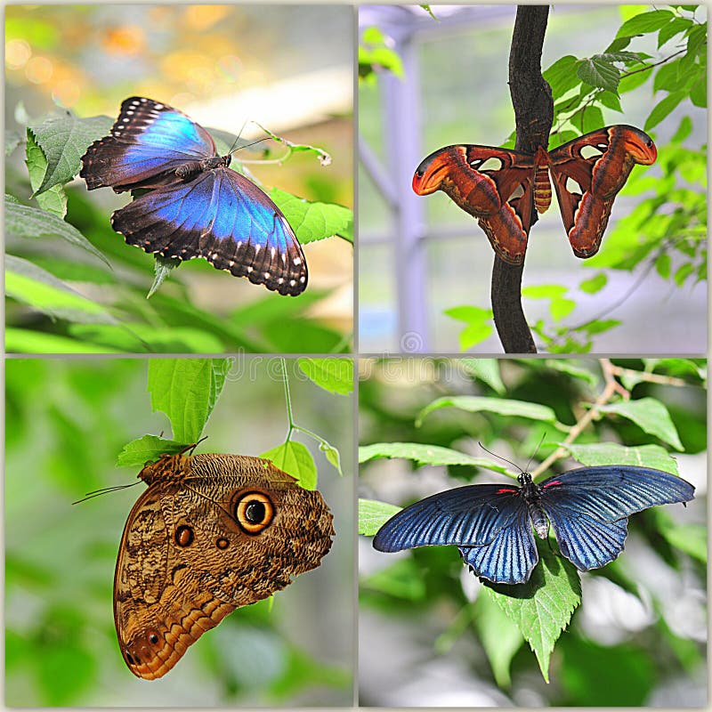 Exotic butterflies collage stock photo. Image of beautiful - 42474774