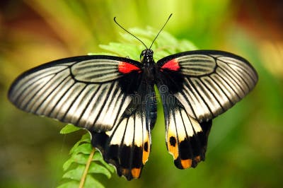 An exotic butterfly. stock image. Image of summer, fauna - 116033