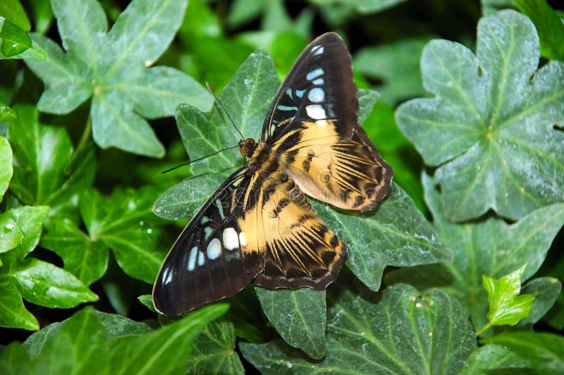 Exotic butterfly. stock photo. Image of design, colorful - 116826