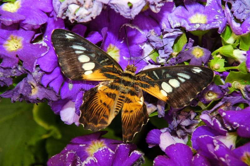 Exotic butterfly. stock image. Image of antenna, insect - 116827