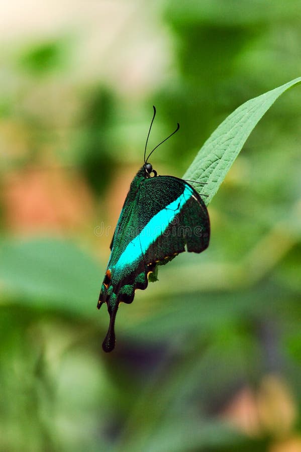 Exotic butterfly. stock photo. Image of design, colorful - 116826