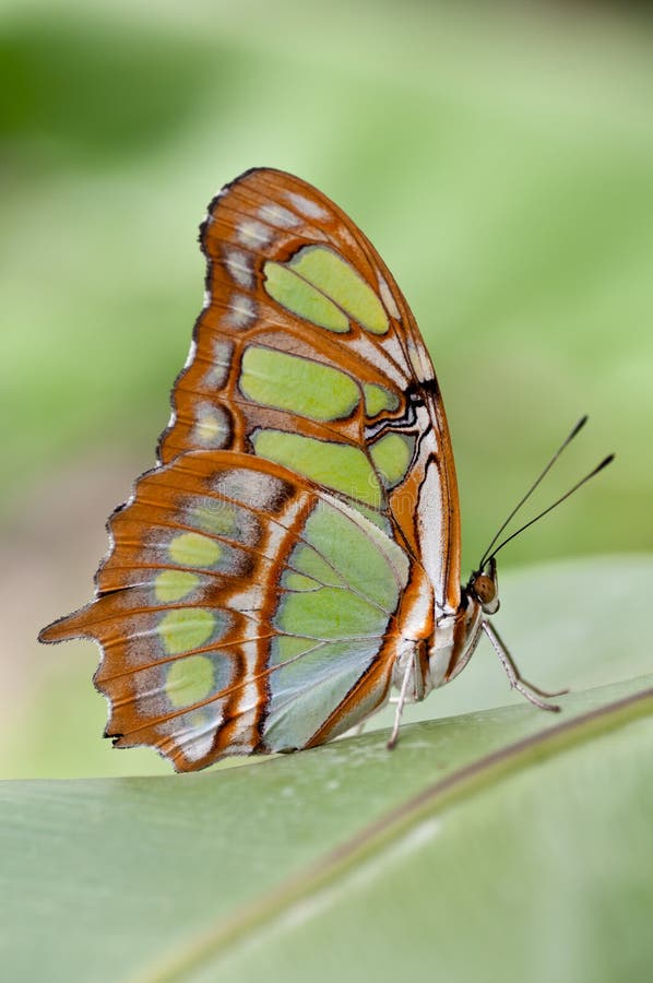 Exotic butterfly stock photo. Image of moth, antennae - 19022044