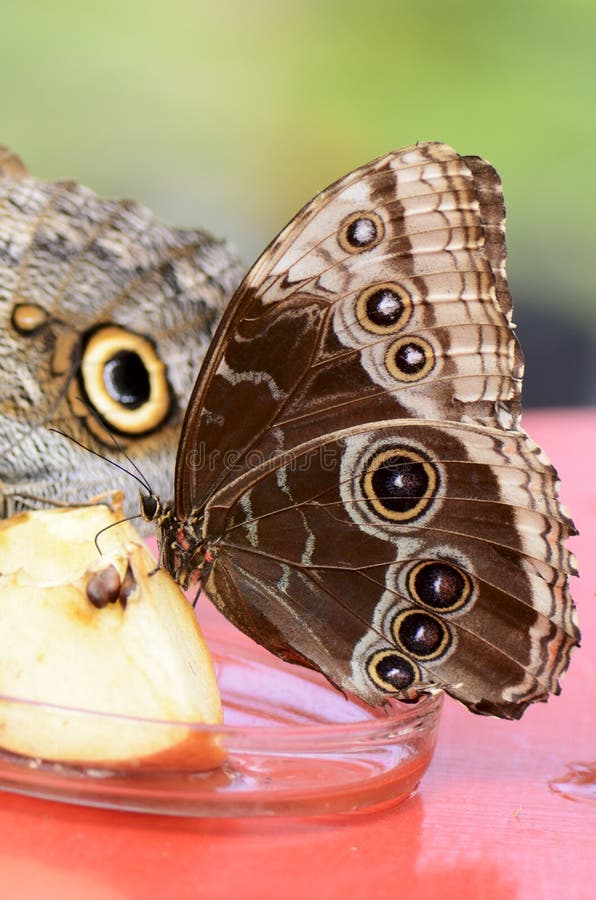 Exotic Butterfly stock image. Image of philea, colourful - 30404771