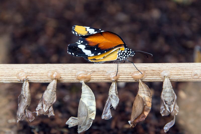 Exotic Butterfly Hatched from Cocoon Stock Image - Image of insect ...