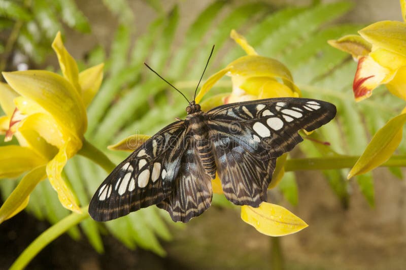 Exotic butterfly stock image. Image of natural, nature - 74485433