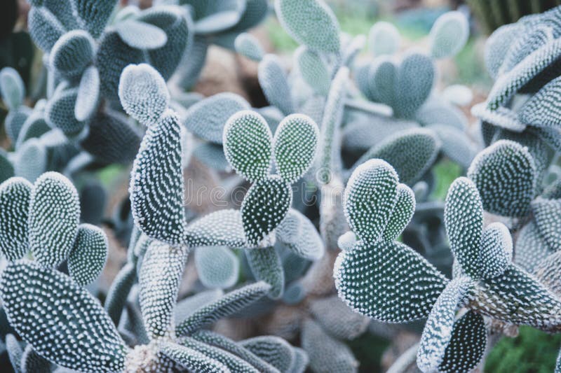 Exotic Cactus Background Blue Tone Stock Image - Image of grow, mexico ...