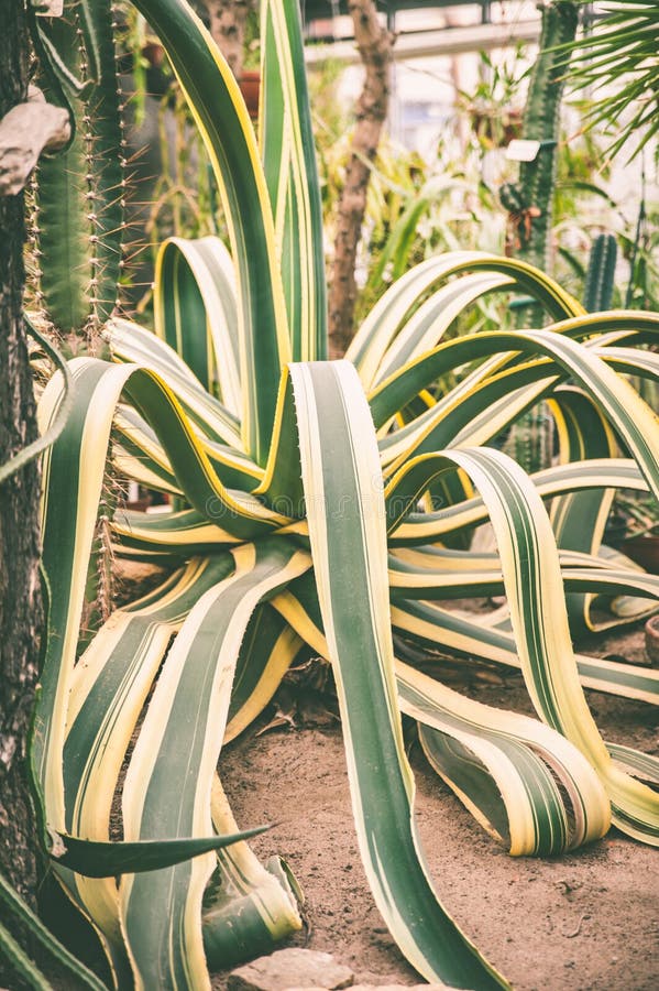 Exotic Cactus Background Yellow Tone Tropical Stock Photo - Image of ...