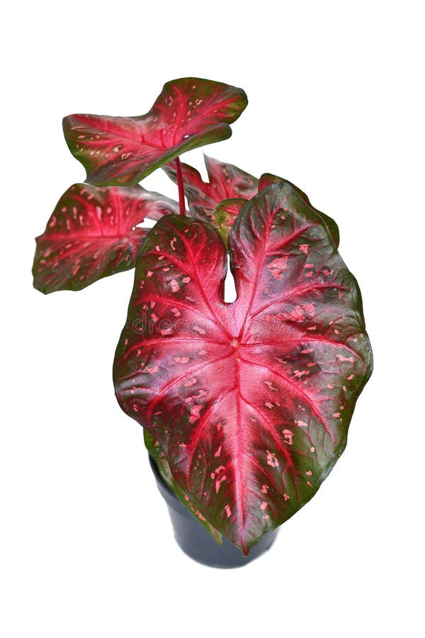 Exotic Caladium Red Flash Houseplant with Bright Red Leaves in Pot ...