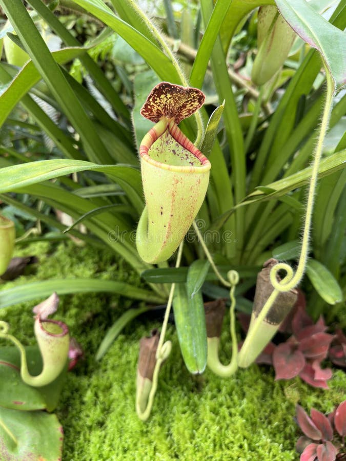 An Exotic Carnivorous Pitcher Plant Stock Photo - Image of produce ...