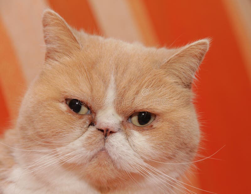 Exotic cat stock photo. Image of portrait, board, texture - 18000504