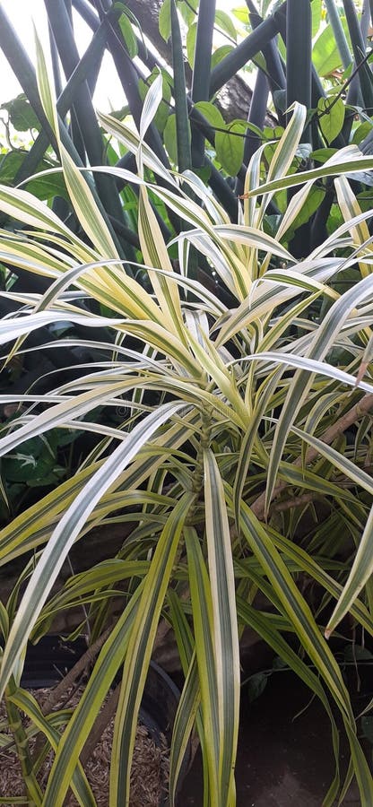 Exotic Chicken Feather Plant in My Yard Stock Photo - Image of yard ...