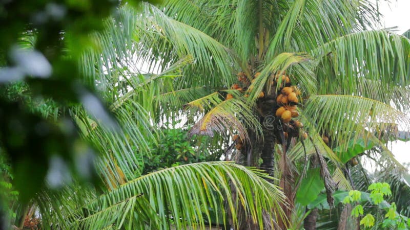 Coconut Tree And Rain Forest Stock Video - Video of macro, exotic ...