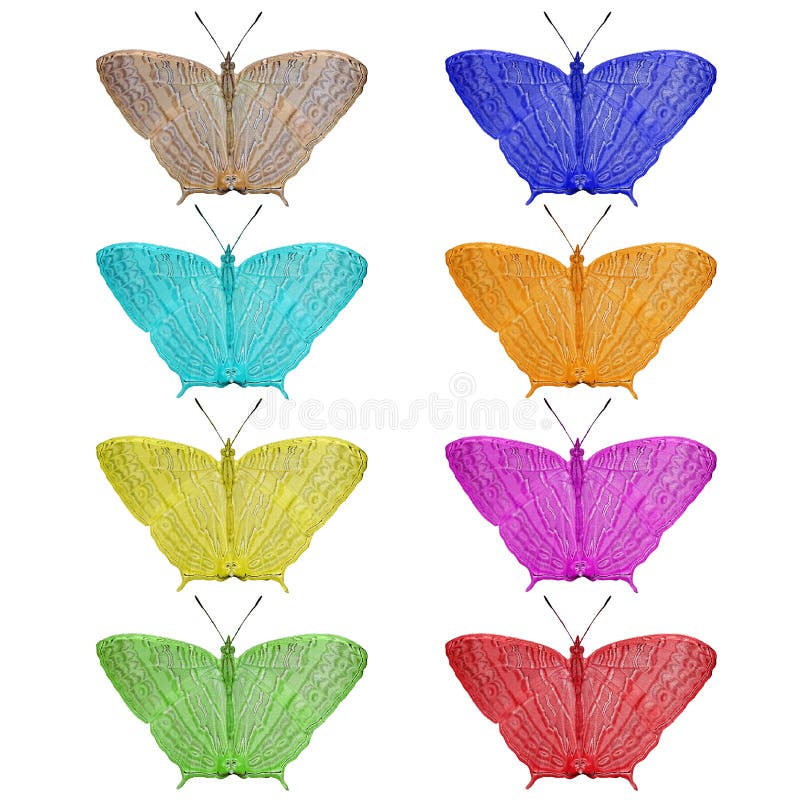 Exotic Color Butterfly on White Stock Photo - Image of biology, insect ...