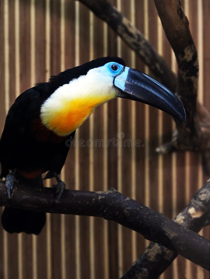 Toucan Looks Stock Photos - Free & Royalty-Free Stock Photos from ...