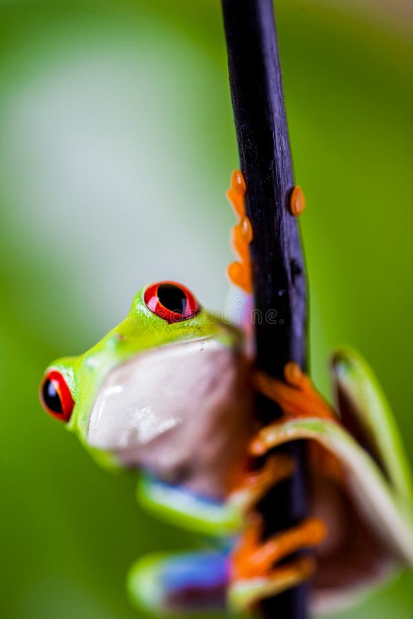 Exotic colorful frog stock photo. Image of natural, animal - 37535146