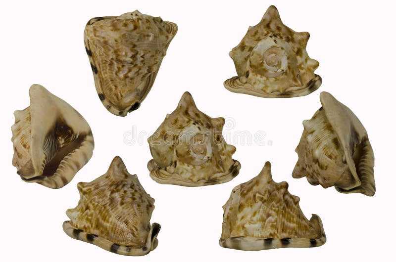 Exotic Conch Shell stock image. Image of ocean, multi - 25666437
