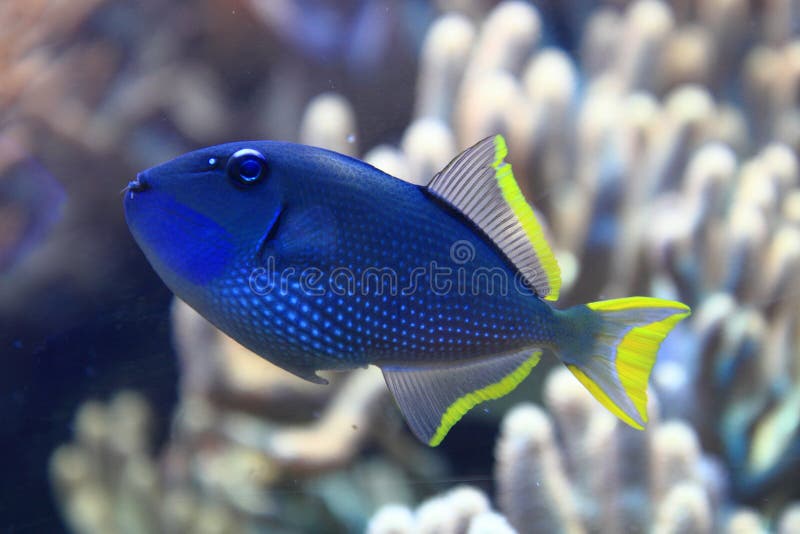 Exotic coral fish stock image. Image of exotic, underwater - 65506147