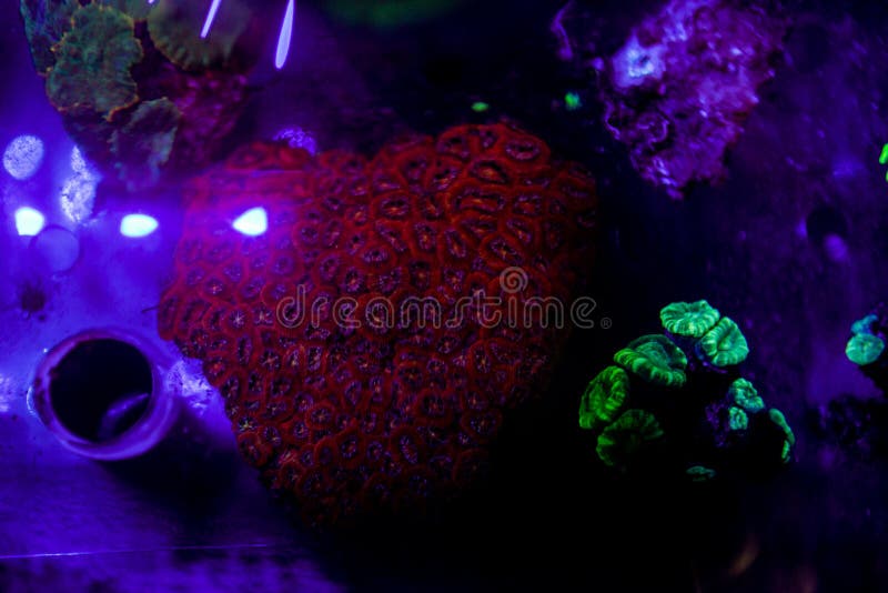 Exotic Corals in the Aquarium Close Up Stock Image - Image of colours ...