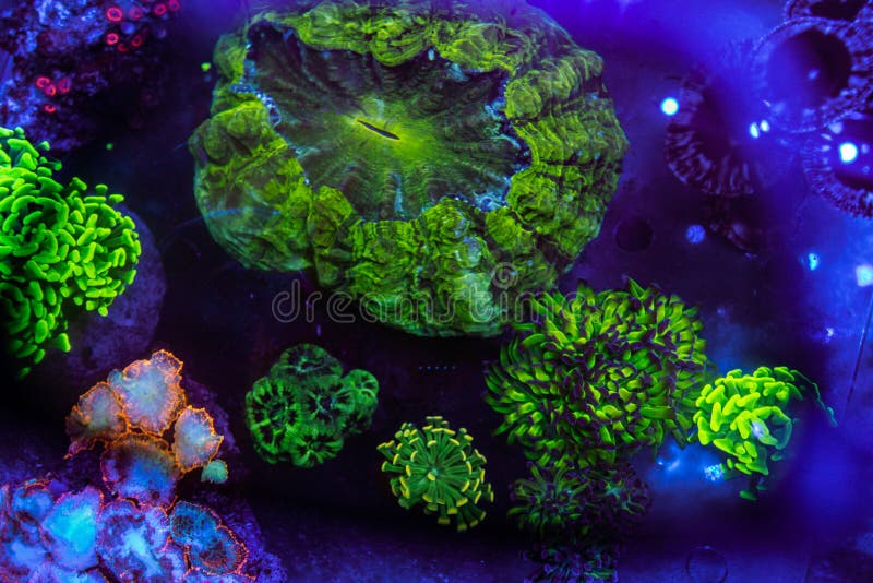 Exotic Corals in the Aquarium Close Up Stock Image - Image of life ...