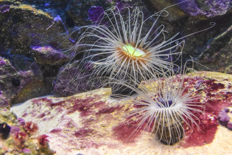 Exotic Corals Underwater Aquarium Stock Photo - Image of coral, marine ...