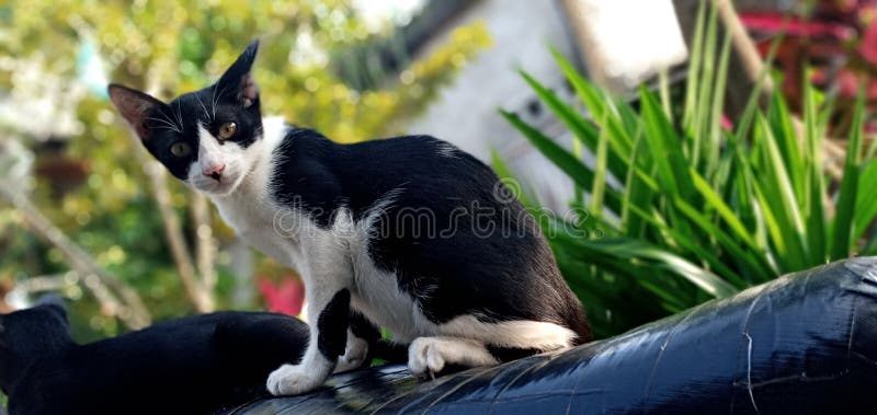 Exotic country cat stock image. Image of exotic, nature - 270905681