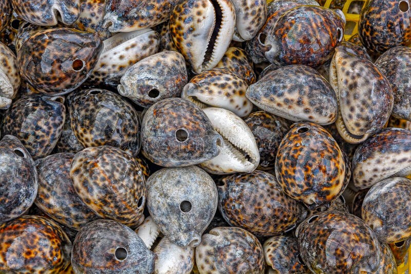 Exotic cowrie shells stock image. Image of cypraea, gift - 74423505