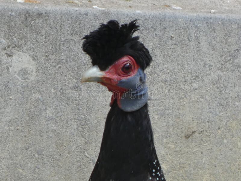 An Exotic Crested Guineafowl Stock Photo - Image of blue, bird: 296072880