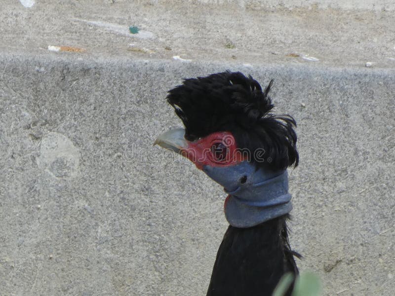 An Exotic Crested Guineafowl Stock Photo - Image of birds, unique ...
