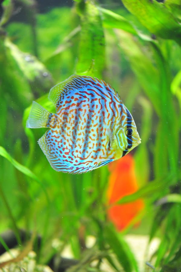 Discus fish stock image. Image of tropical, animal, close - 13974455