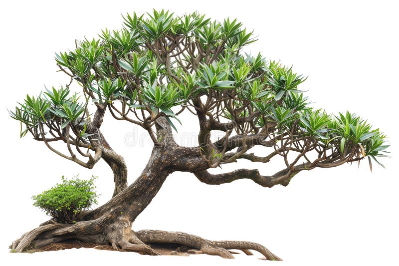 Exotic Dragon Tree with Unique Branch Structure, Isolated on White for ...