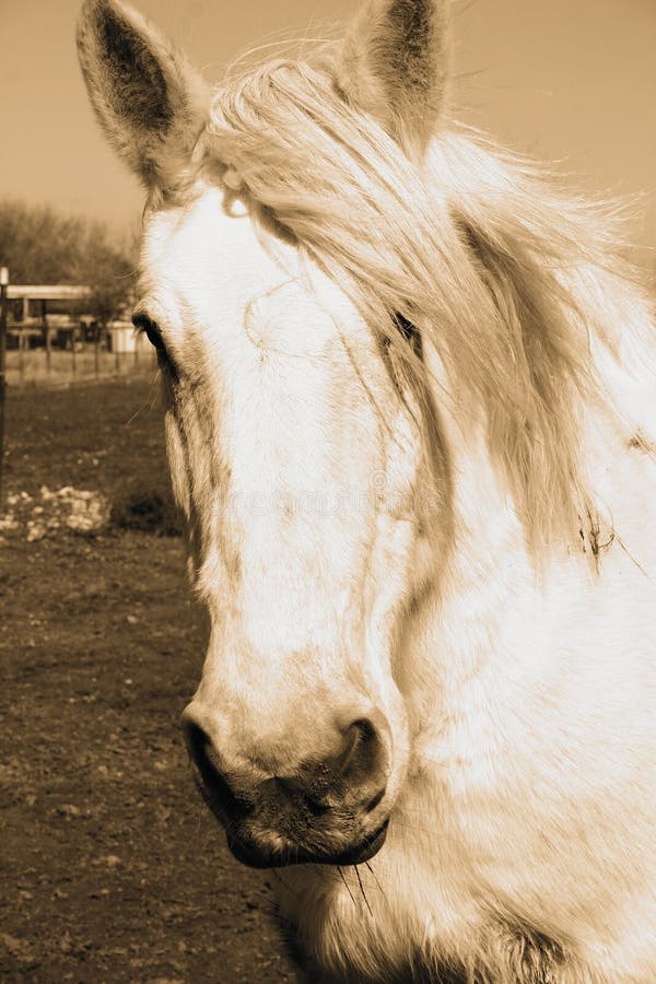 Exotic Dream Horse stock photo. Image of beautiful, stallion - 1873886