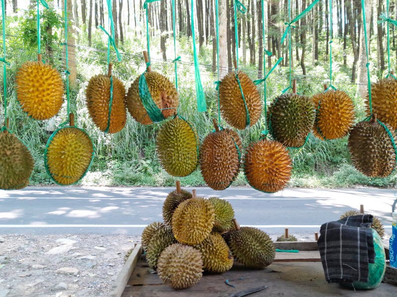 Exotic Durian Fruit: a Tropical Delight Stock Image - Image of paradise ...