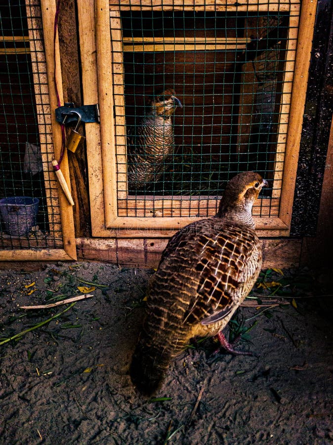 Adil Khokhar (Thatexoticforeigner) - Photos