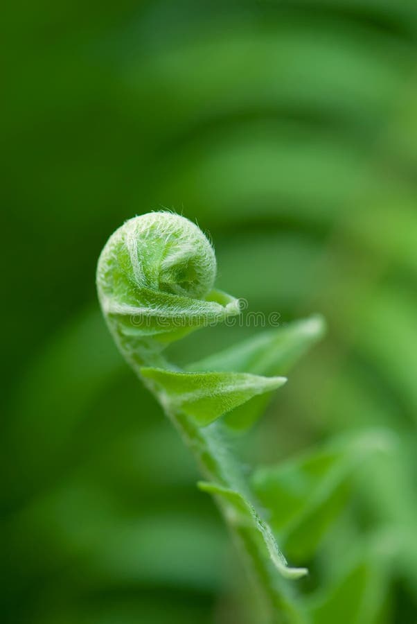 Exotic ferns stock photo. Image of grow, malaysia, forest - 5071108