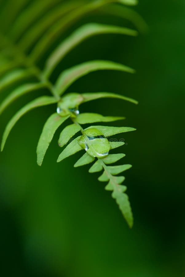 Exotic ferns stock photo. Image of grow, malaysia, forest - 5071108
