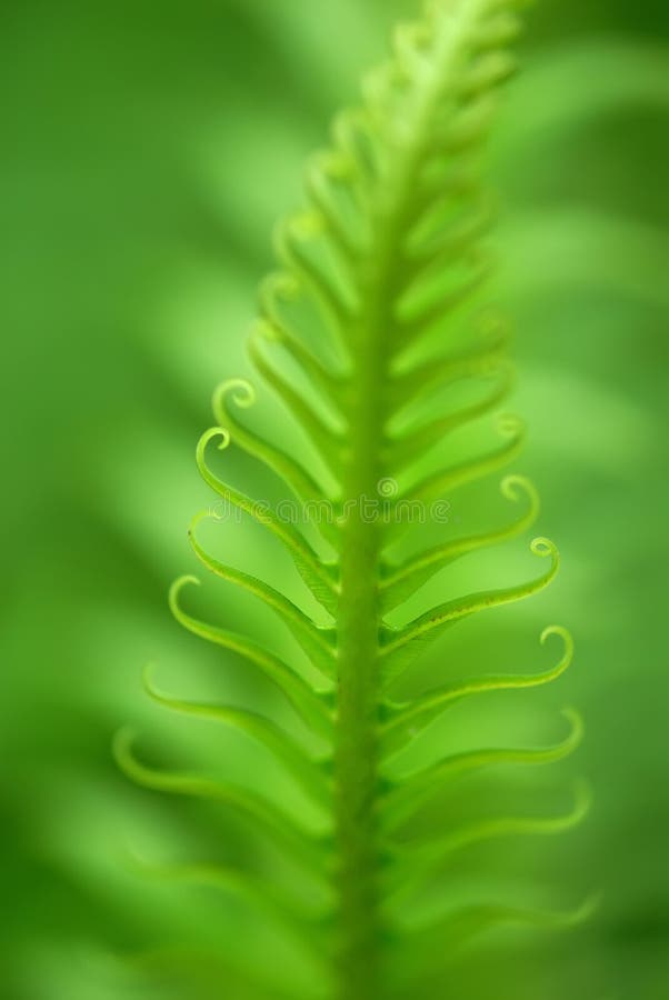 Exotic ferns stock photo. Image of grow, malaysia, forest - 5071108