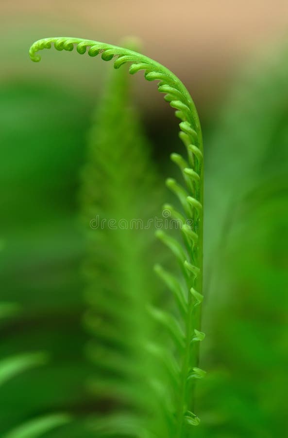Exotic ferns stock image. Image of curve, botanical, leave - 5071527