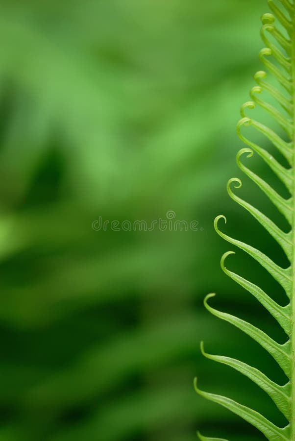 Exotic ferns stock photo. Image of grow, malaysia, forest - 5071108