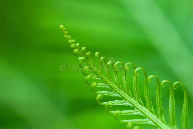 Exotic ferns stock photo. Image of grow, malaysia, forest - 5071108