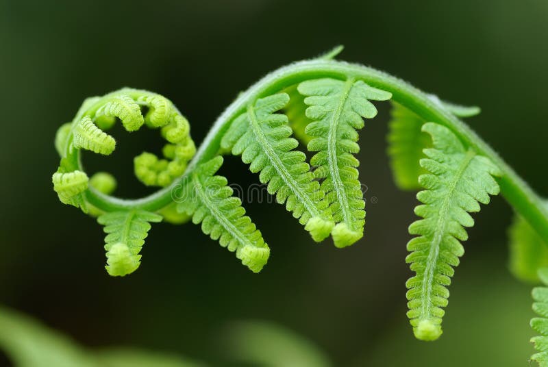 Exotic ferns stock image. Image of botany, leave, offshoot - 5071737