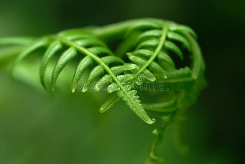 Curly fern stock photo. Image of plant, curly, close, vegetation - 938472