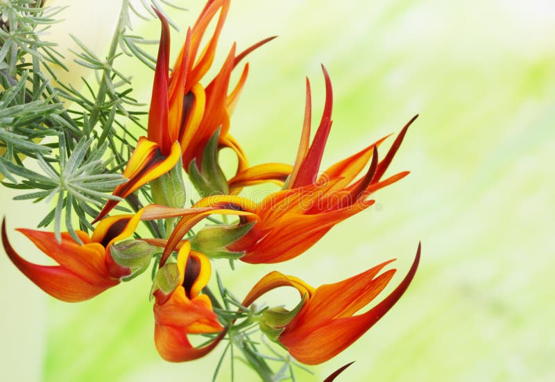 Exotic fiery orange flower stock photo. Image of exoticism - 39126430